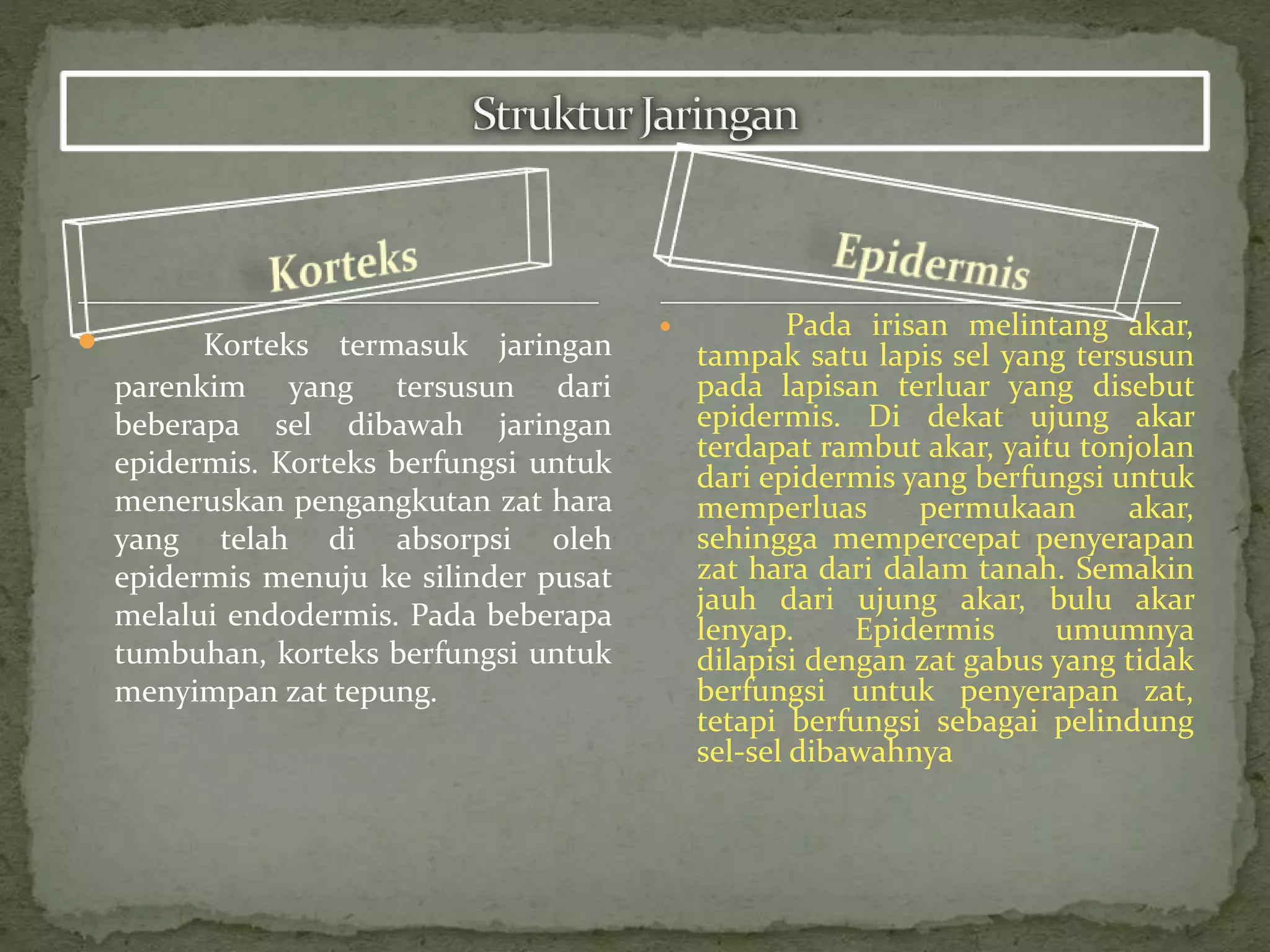 Struktur dan fungsi jaringan akar | PPTX