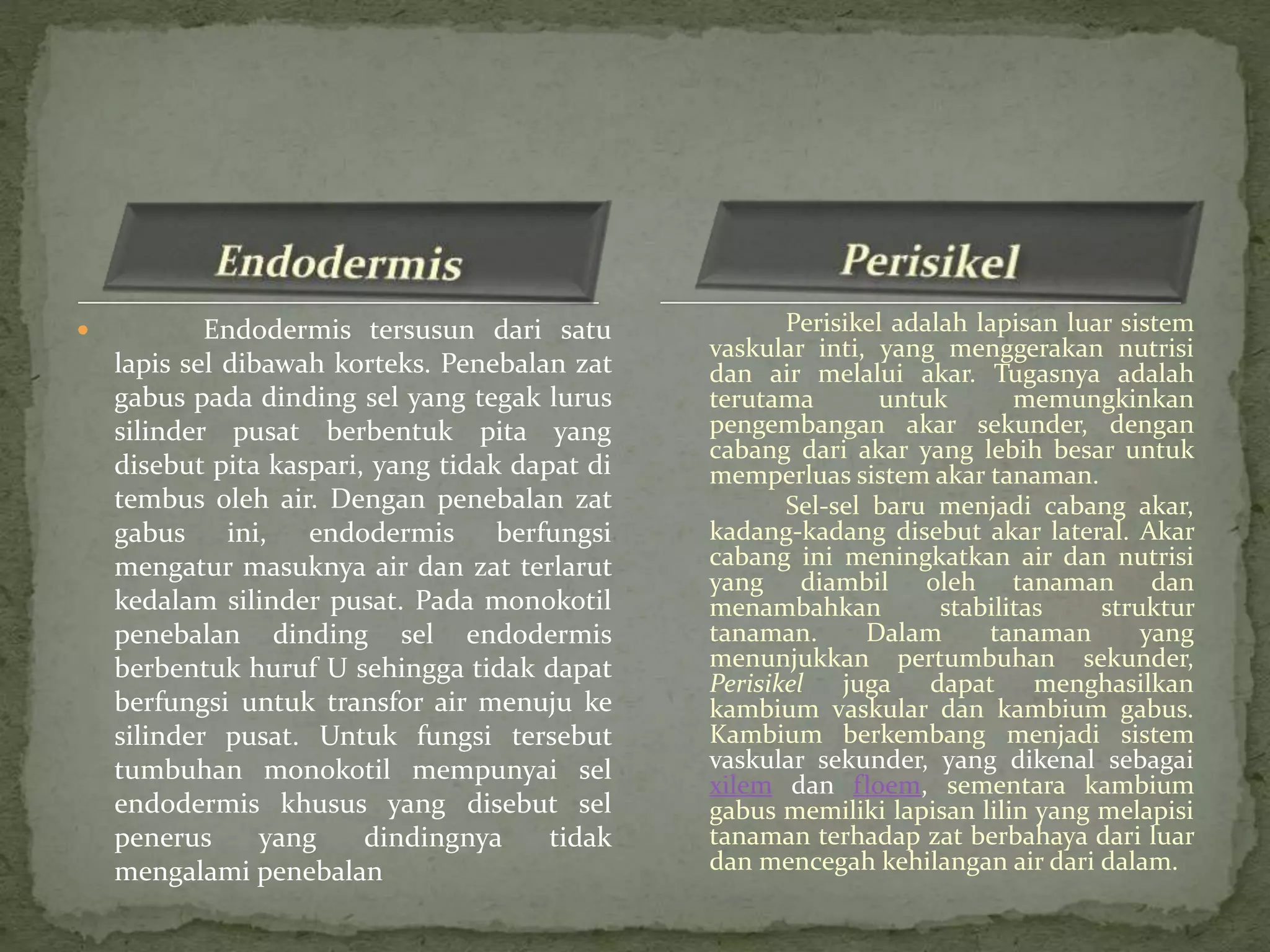 Struktur dan fungsi jaringan akar | PPTX