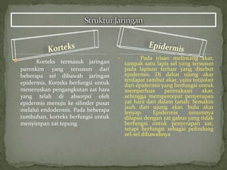 Struktur dan fungsi jaringan akar | PPTX