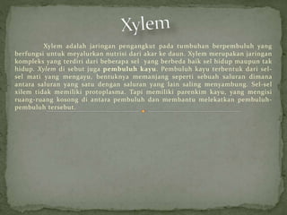 Struktur dan fungsi jaringan akar | PPTX