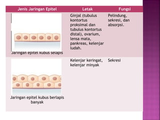 Struktur dan fungsi jaringan hewan | PPT