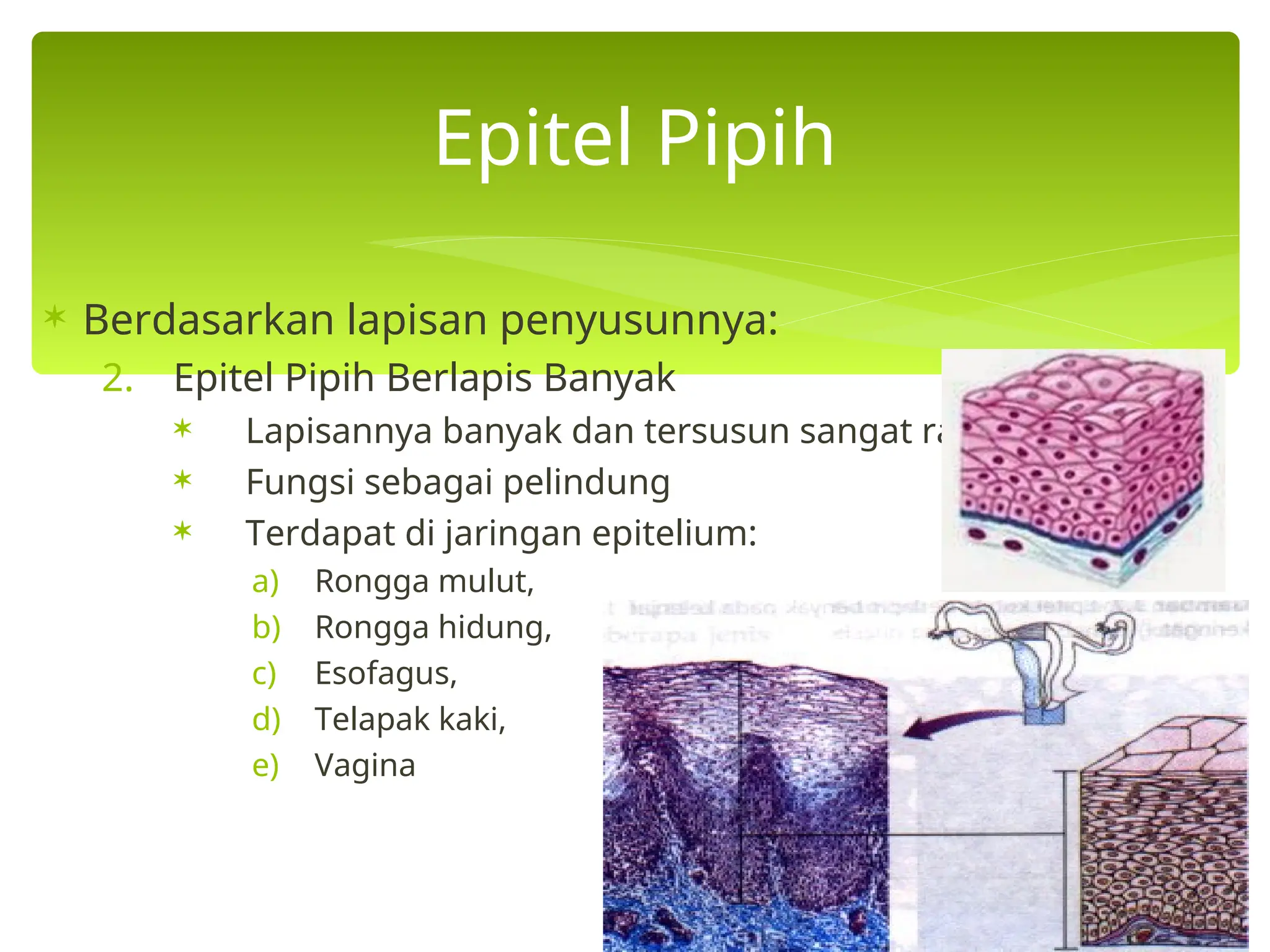 STRUKTUR_DAN_FUNGSI_JARINGAN_HEWAN_ppt.ppt