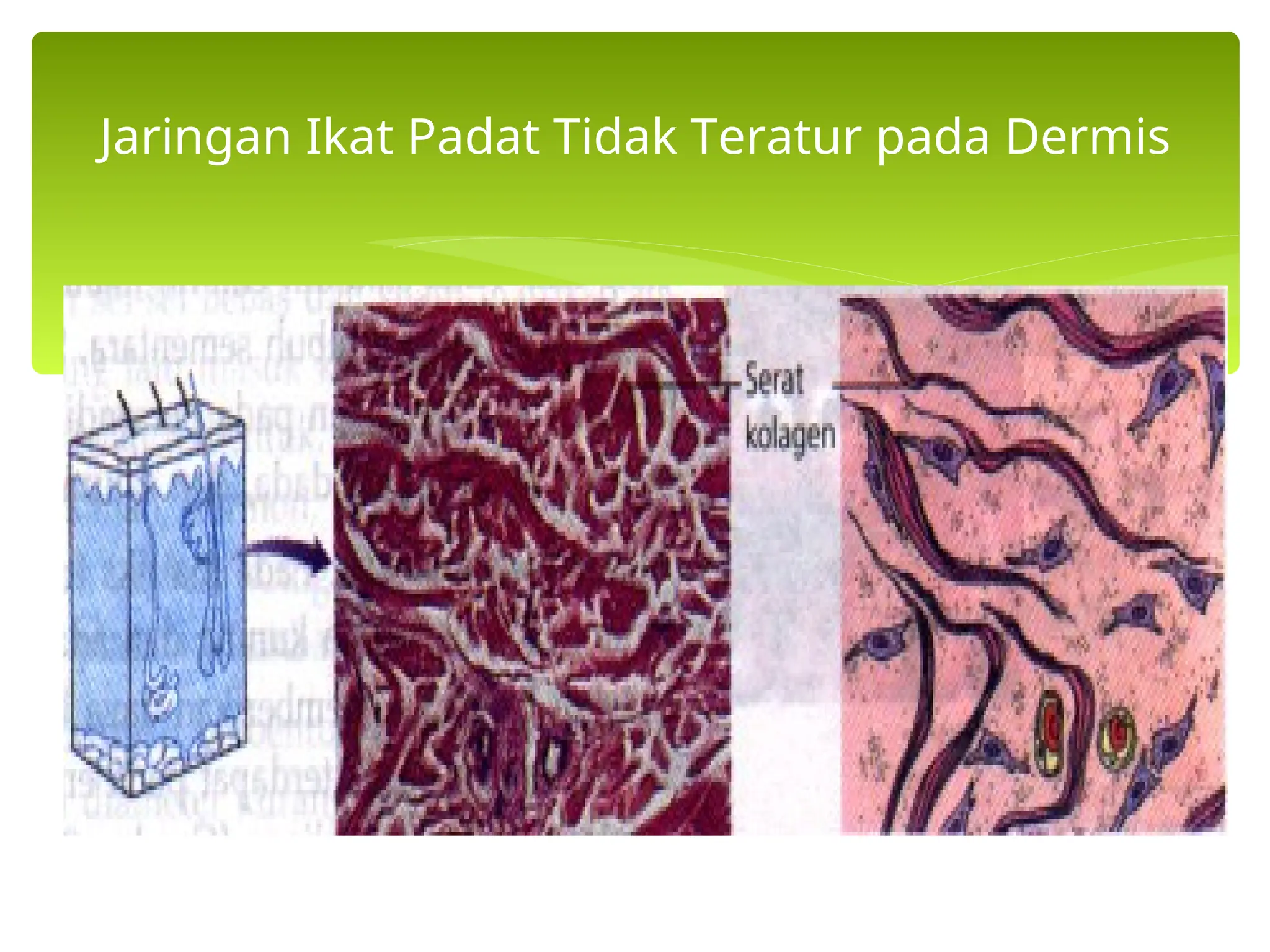 STRUKTUR_DAN_FUNGSI_JARINGAN_HEWAN_ppt.ppt