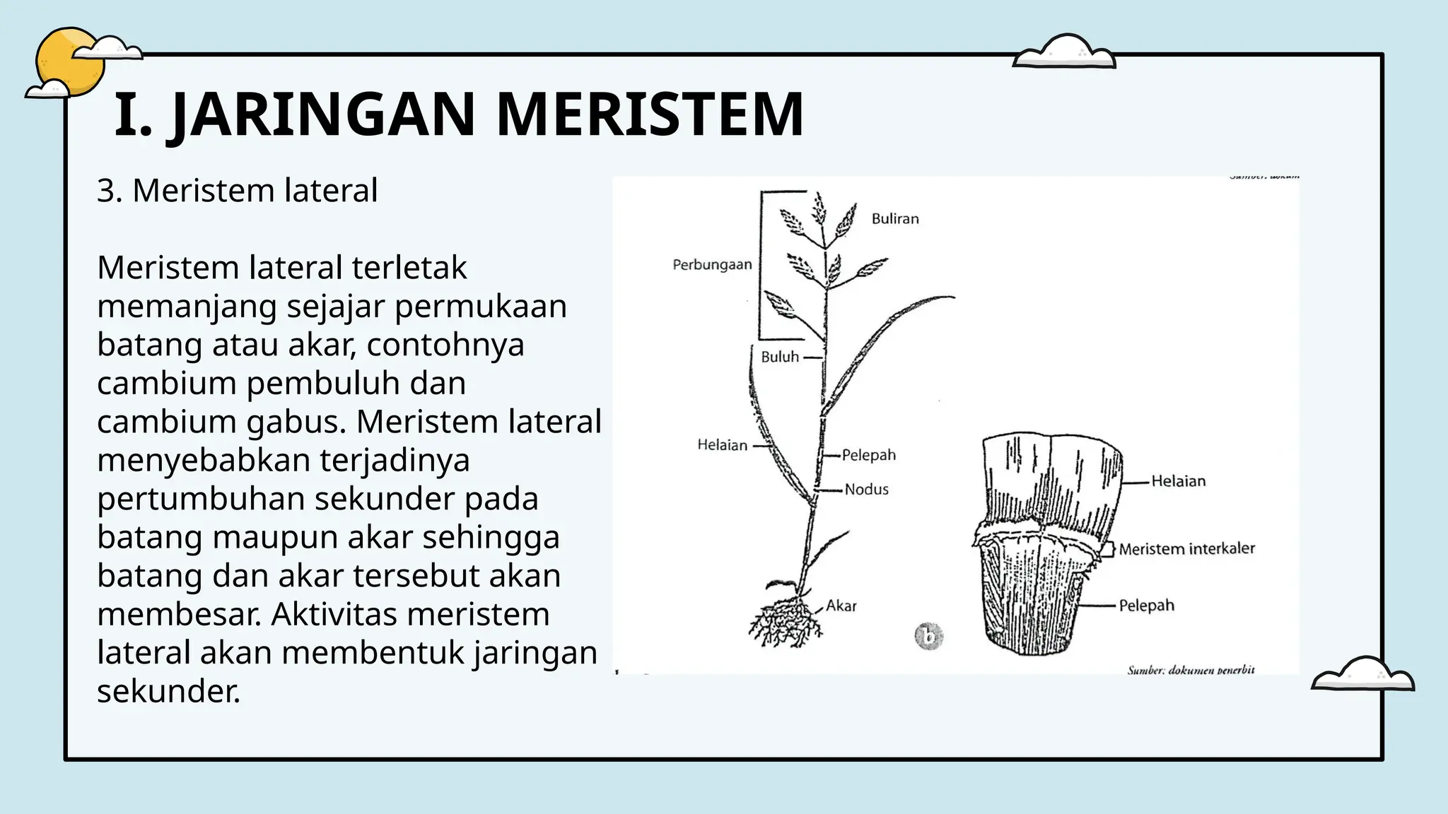 Struktur dan fungsi jaringan pada tumbuhan - Biologi.pptx