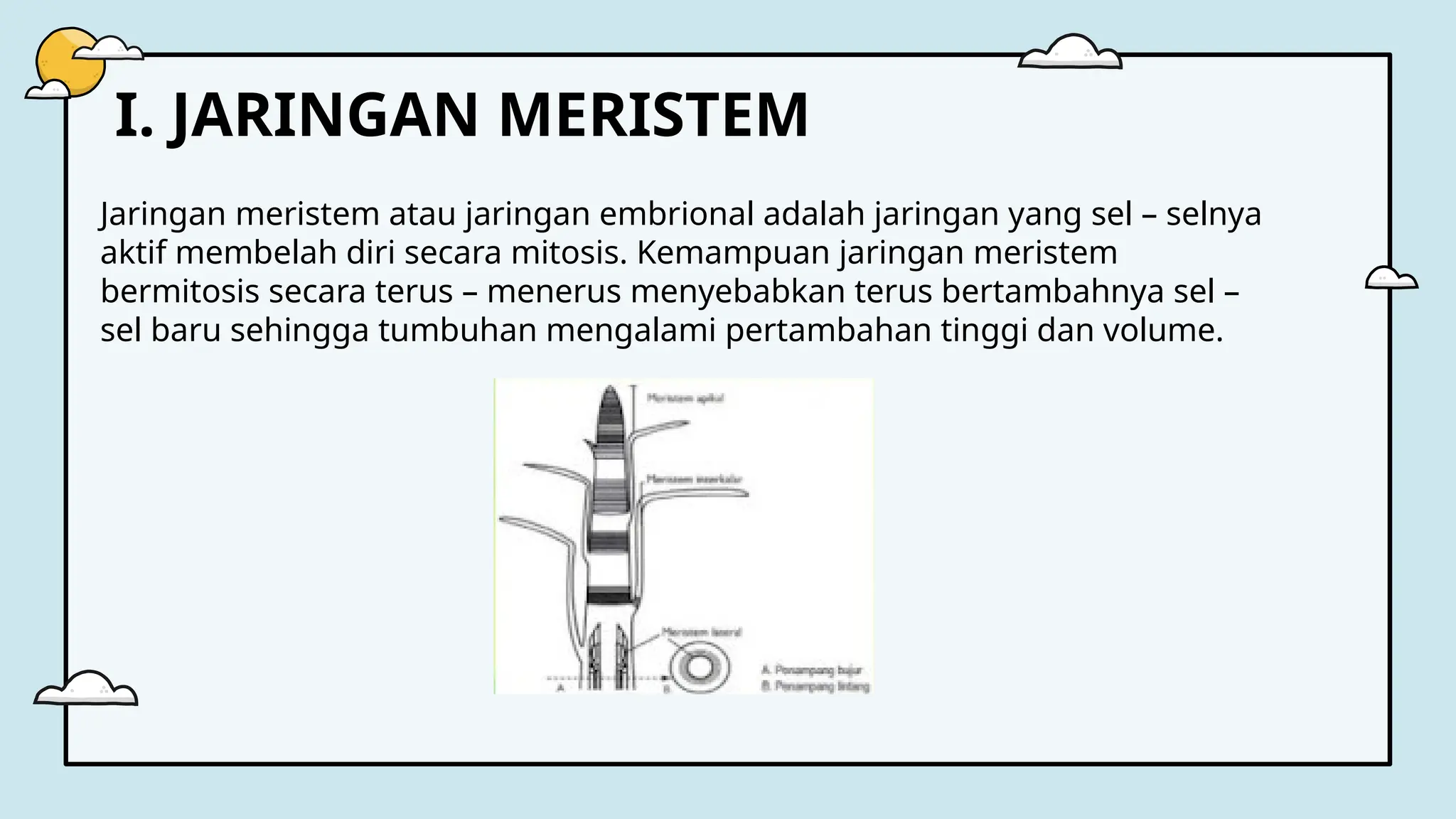 Struktur dan fungsi jaringan pada tumbuhan - Biologi.pptx