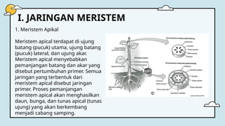 Struktur dan fungsi jaringan pada tumbuhan - Biologi.pptx