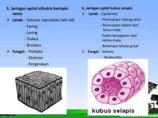 Struktur dan Fungsi Jaringan Hewan - Biologi SMA kelas XI | PPTX