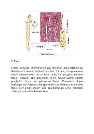 Struktur dan fungsi jaringan tumbuha1 | PDF