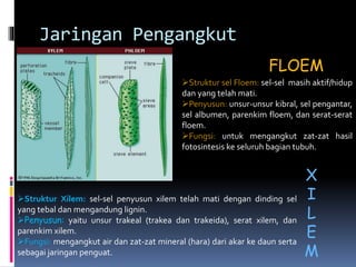 Struktur dan fungsi jaringan tumbuhan | PPTX