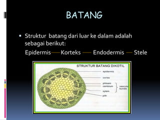 Struktur dan fungsi jaringan tumbuhan | PPTX
