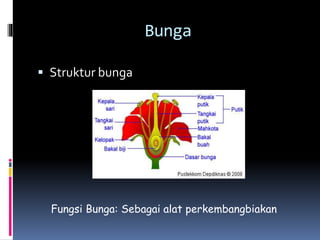 Struktur dan fungsi jaringan tumbuhan | PPTX