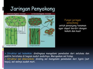 Struktur dan fungsi jaringan tumbuhan | PPTX