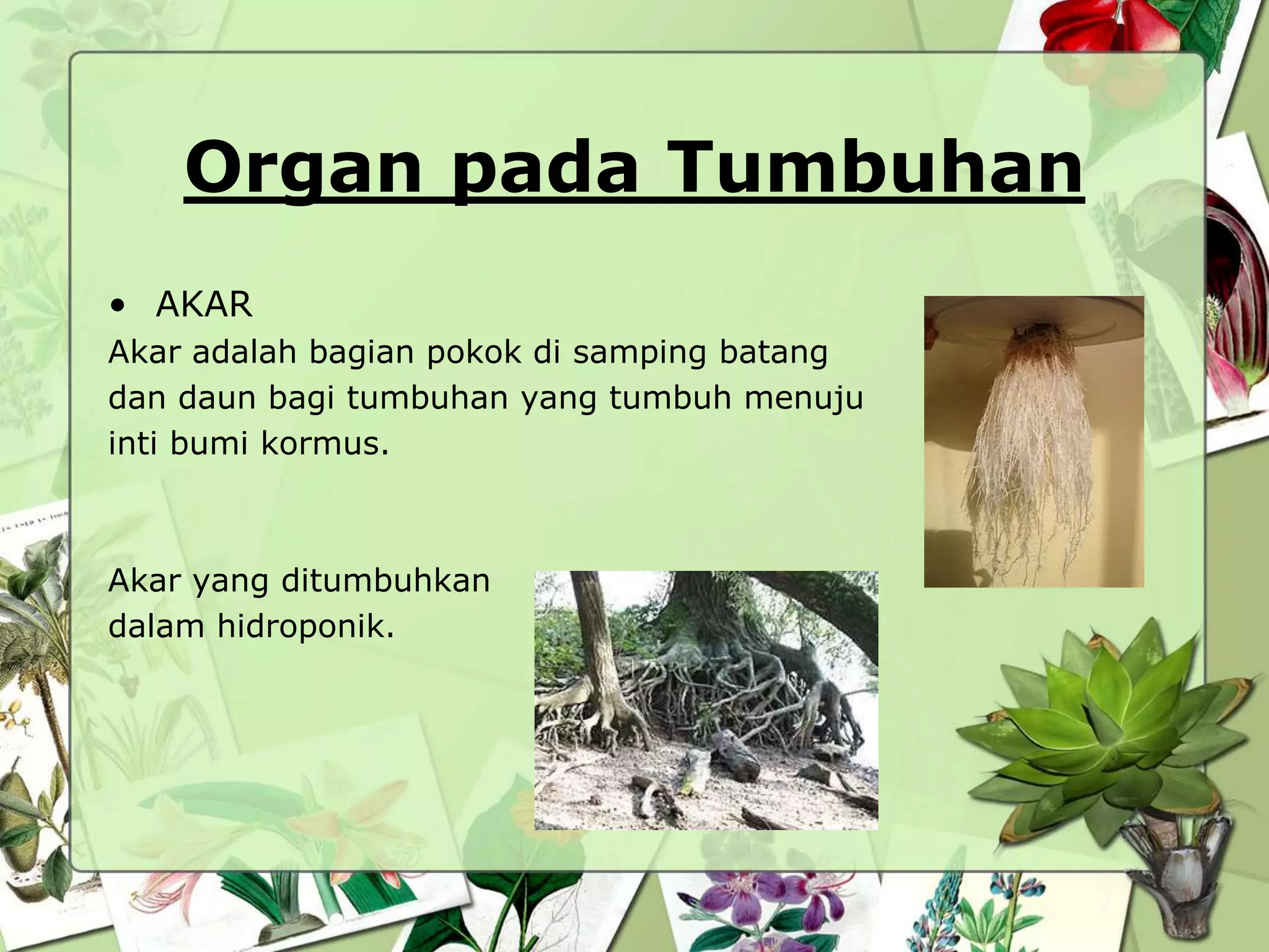 Struktur dan fungsi jaringan tumbuhan | PPTX