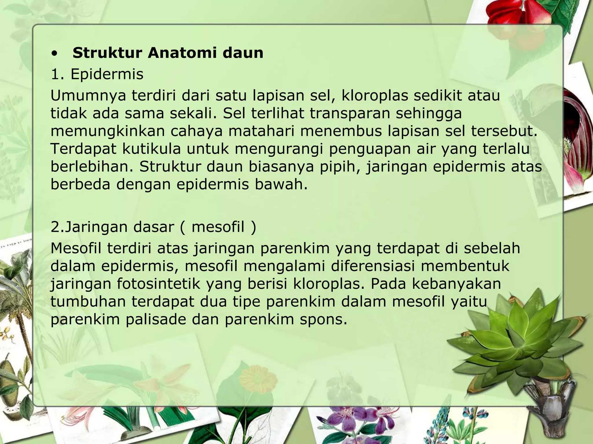 Struktur dan fungsi jaringan tumbuhan | PPTX