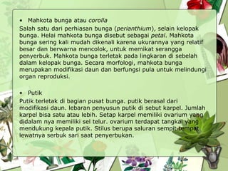 Struktur dan fungsi jaringan tumbuhan | PPTX