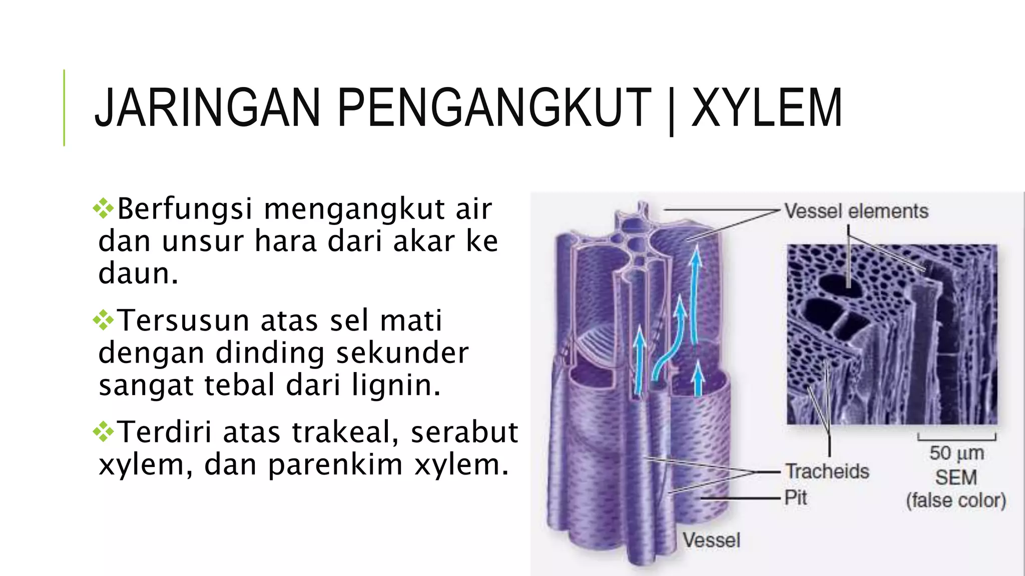 Struktur dan fungsi jaringan tumbuhan | PPTX
