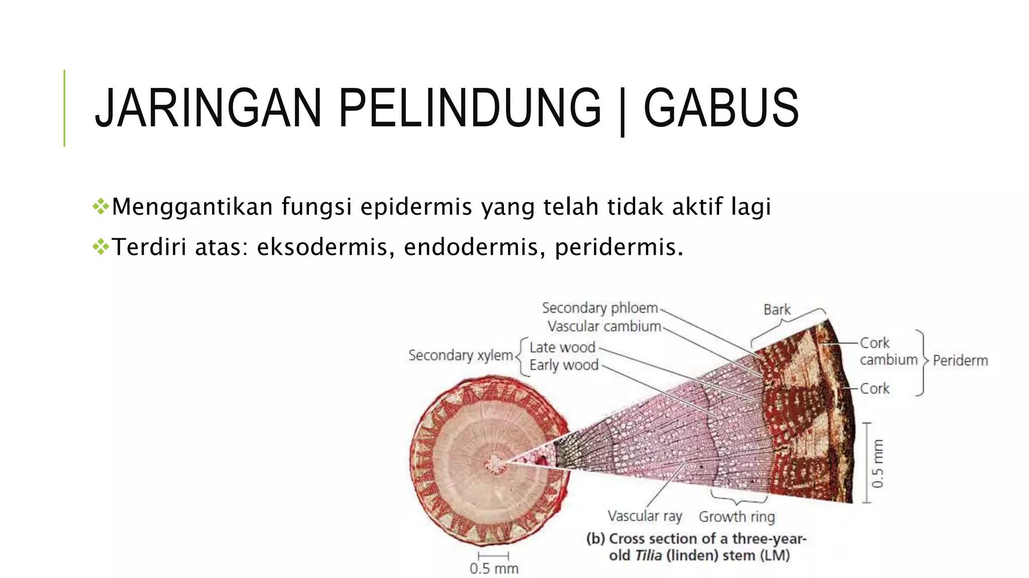 Struktur dan fungsi jaringan tumbuhan | PPTX