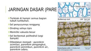 Struktur dan fungsi jaringan tumbuhan | PPTX