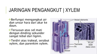 Struktur dan fungsi jaringan tumbuhan | PPTX