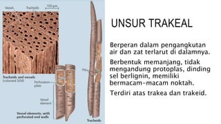Struktur dan fungsi jaringan tumbuhan | PPT