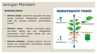 STRUKTUR DAN FUNGSI JARINGAN TUMBUHAN.pptx
