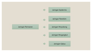 STRUKTUR DAN FUNGSI JARINGAN TUMBUHAN.pptx