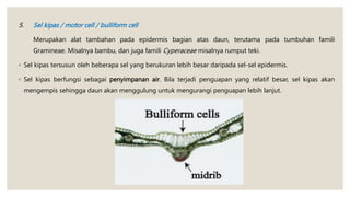 STRUKTUR DAN FUNGSI JARINGAN TUMBUHAN.pptx