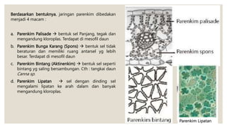STRUKTUR DAN FUNGSI JARINGAN TUMBUHAN.pptx