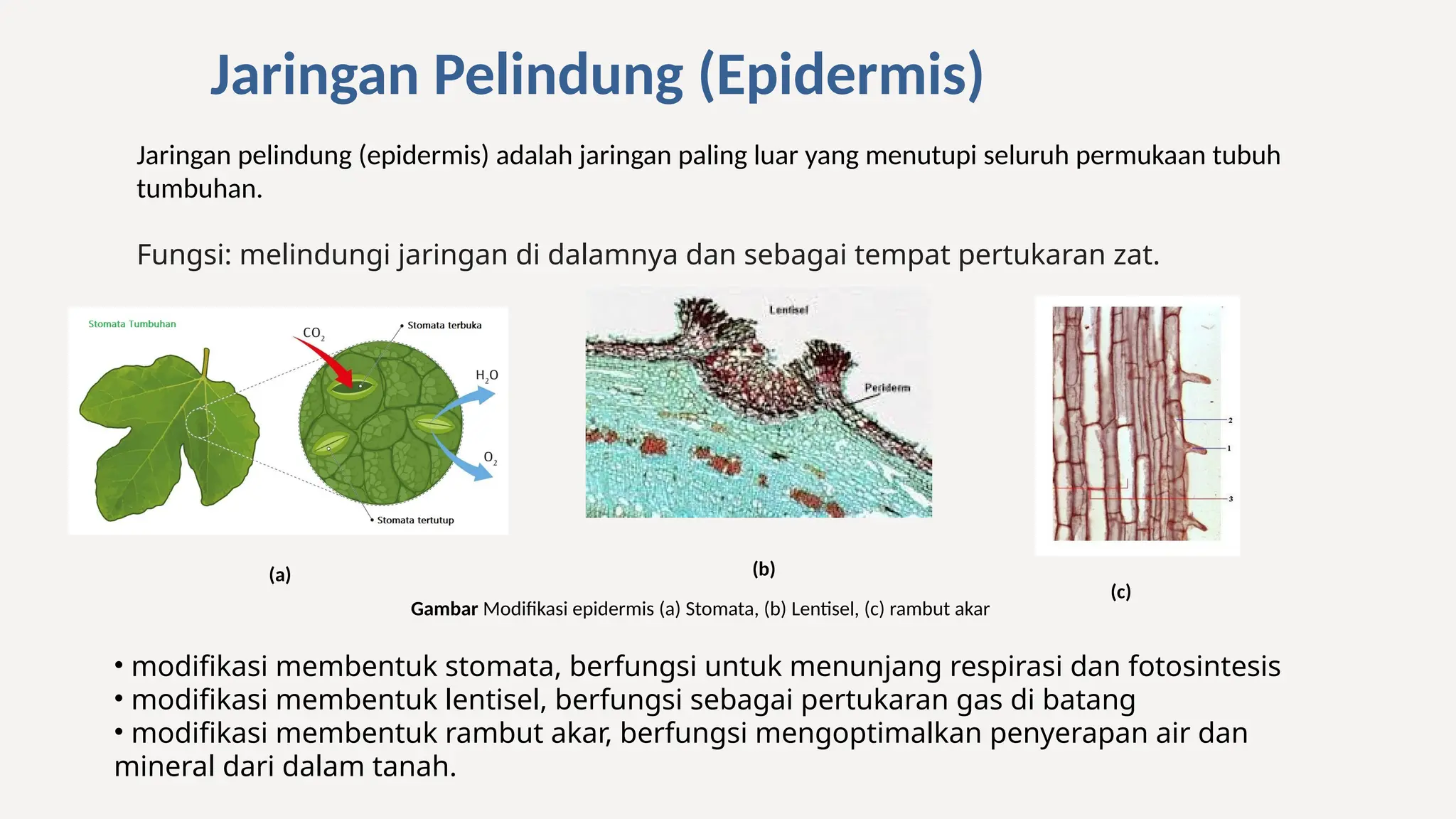 Struktur dan Fungsi Jaringan Tumbuhan.pptx