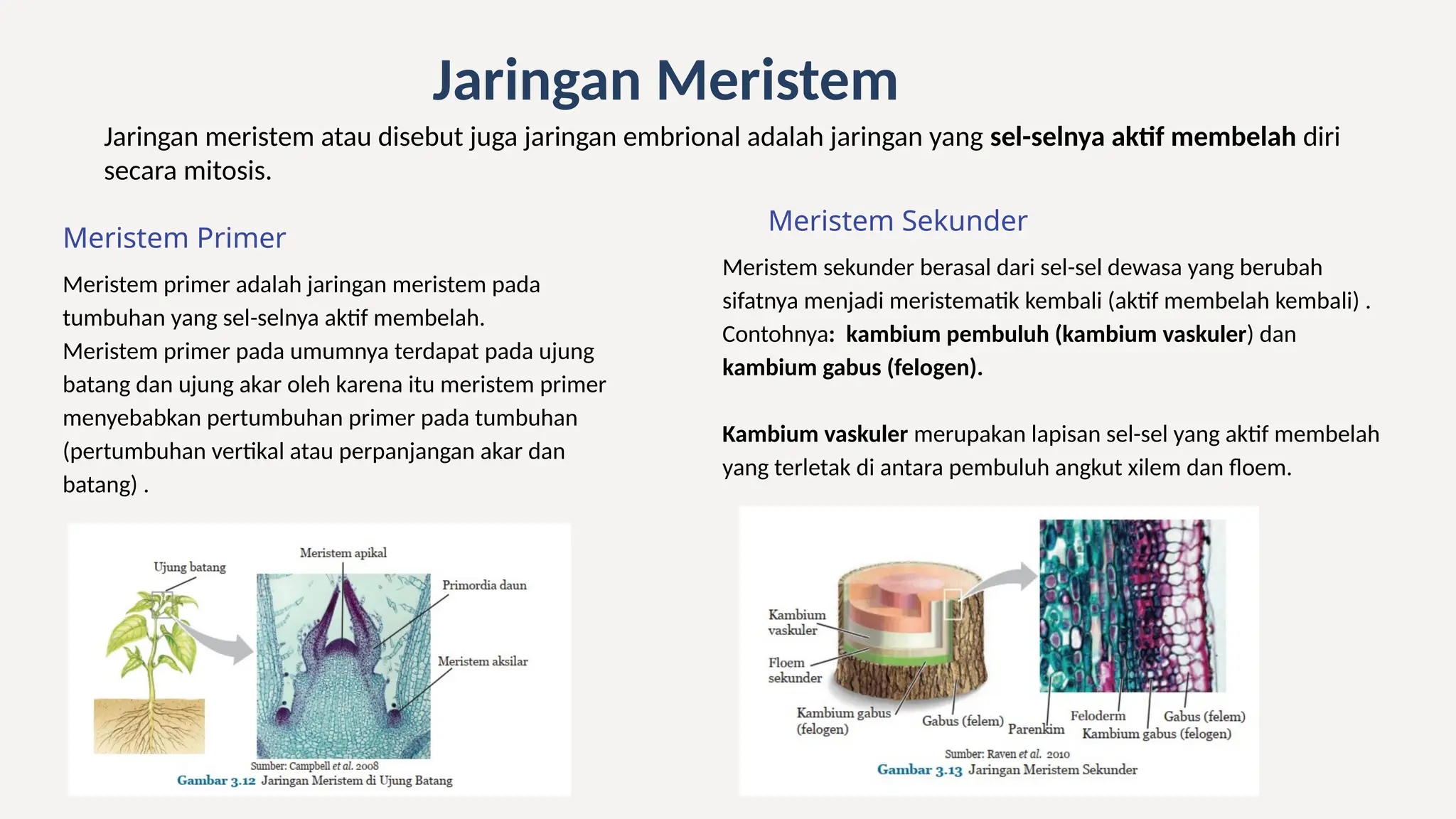 Struktur dan Fungsi Jaringan Tumbuhan.pptx