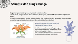 Struktur dan Fungsi Jaringan Tumbuhan.pptx