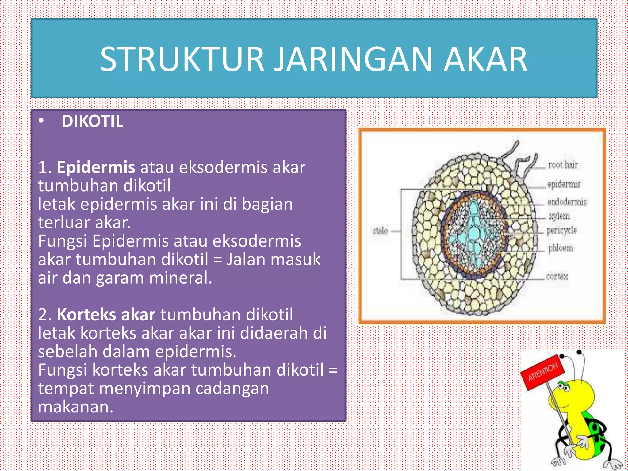 Struktur dan fungsi jaringan tumbuhan | PPTX