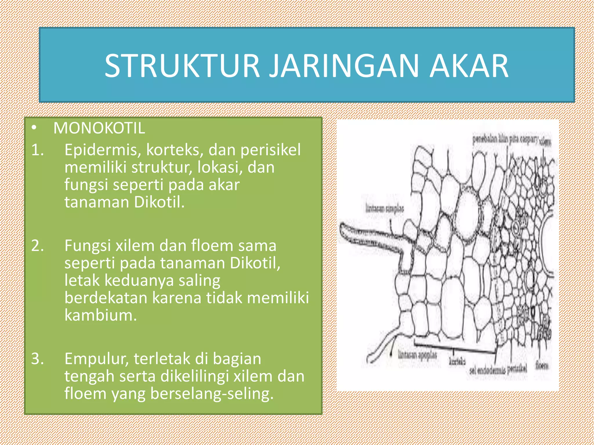 Struktur dan fungsi jaringan tumbuhan | PPTX