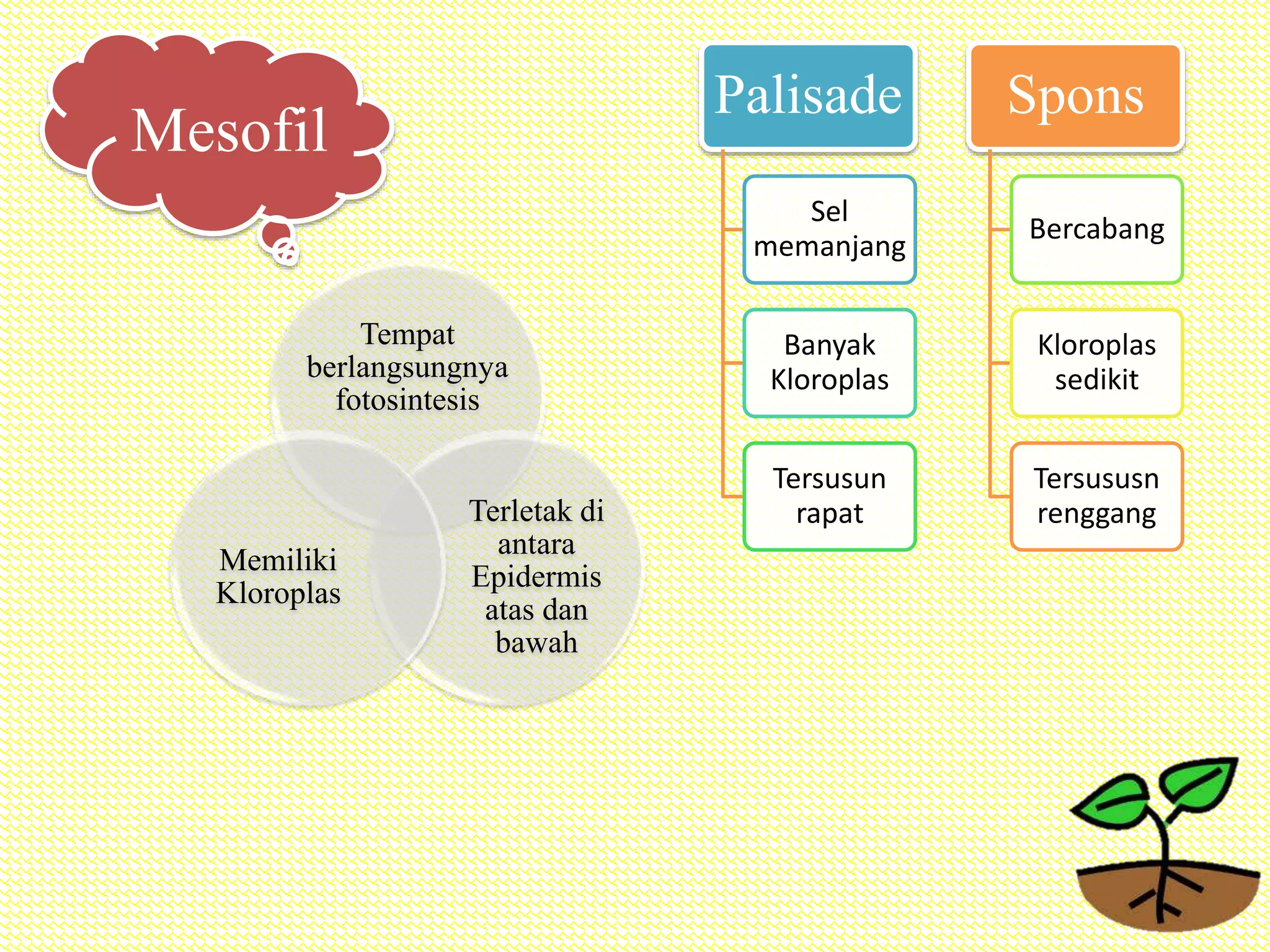 Struktur dan fungsi jaringan tumbuhan | PPTX