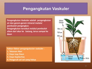 Struktur dan fungsi jaringan tumbuhan | PPTX