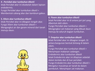 Struktur dan fungsi jaringan tumbuhan | PPTX