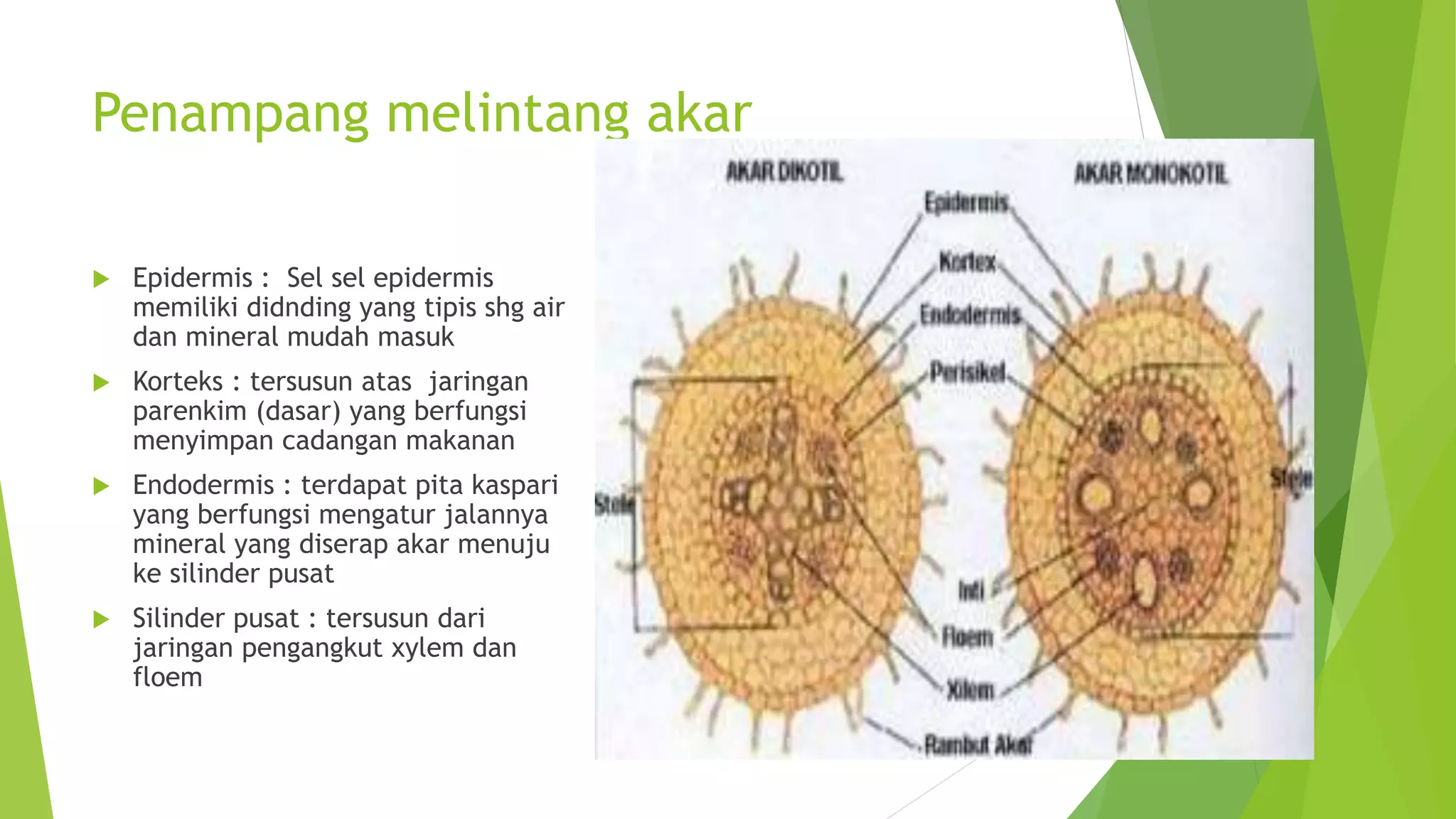 Struktur dan fungsi jaringan tumbuhan 2018 | PPTX