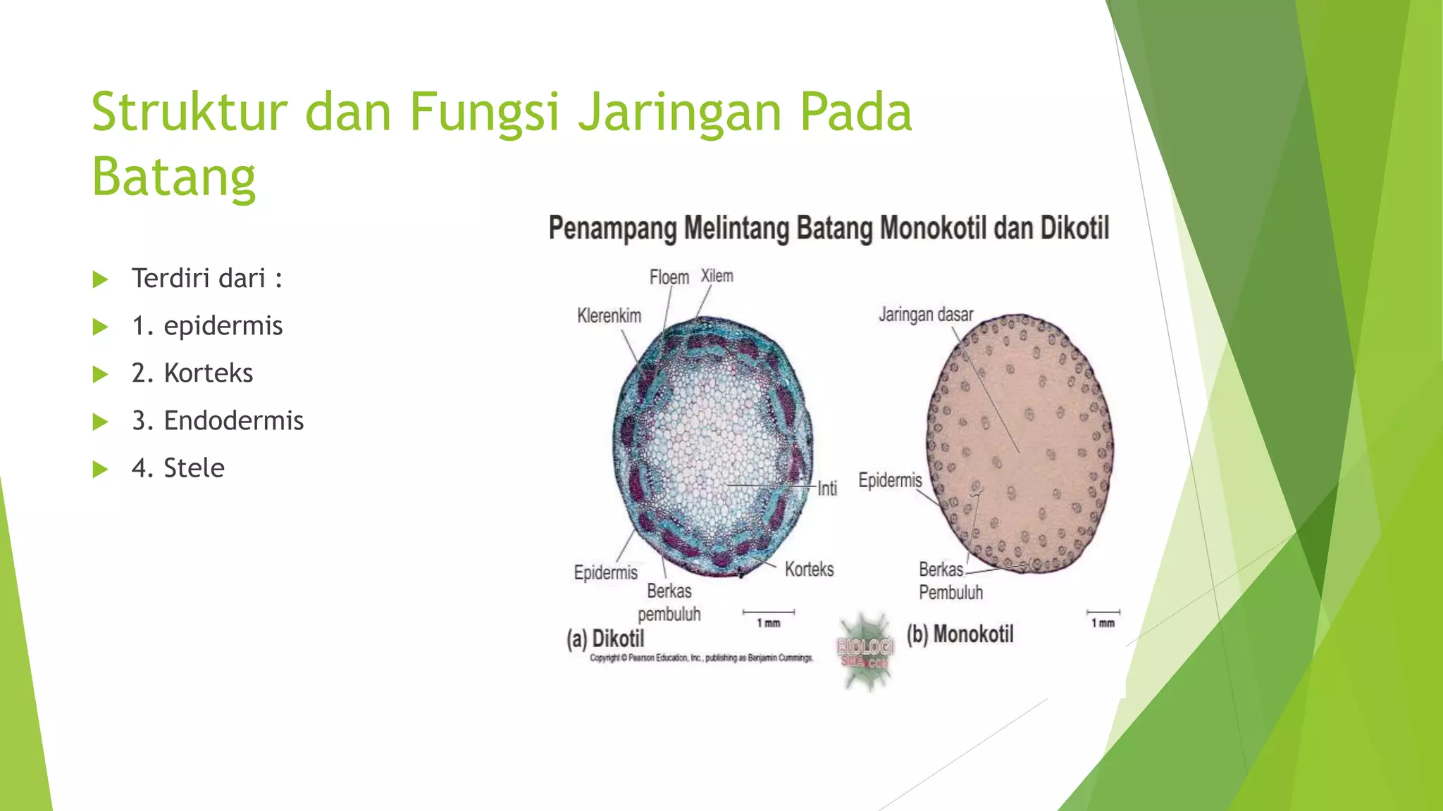 Struktur dan fungsi jaringan tumbuhan 2018 | PPTX