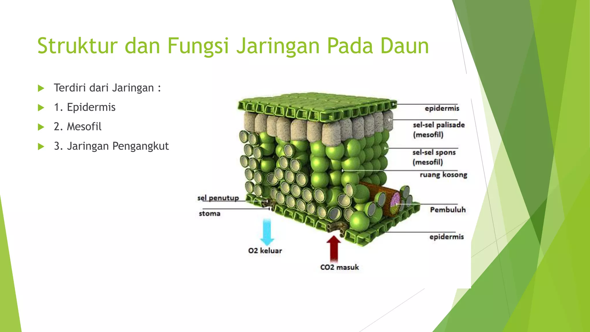 Struktur dan fungsi jaringan tumbuhan 2018 | PPTX