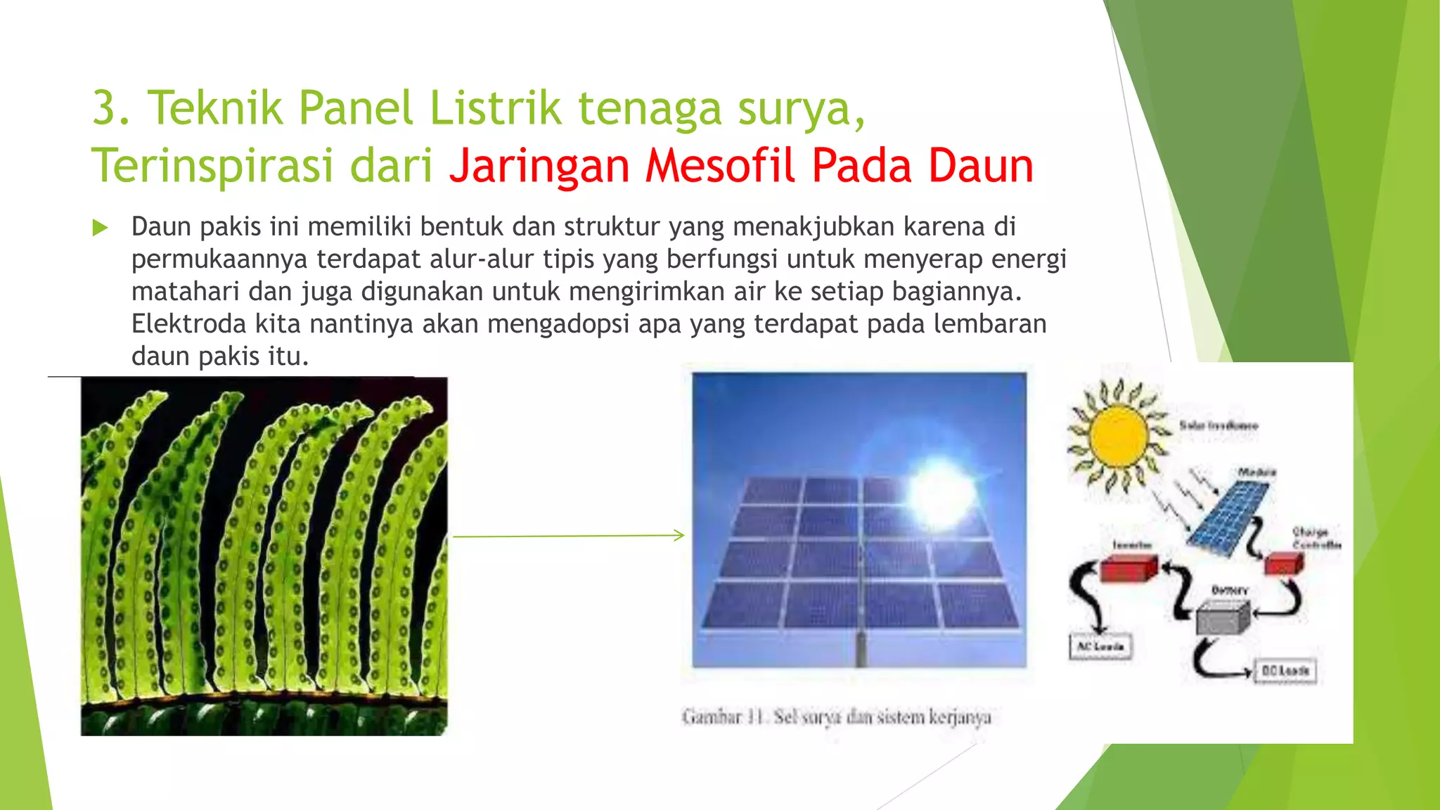Struktur dan fungsi jaringan tumbuhan 2018 | PPTX