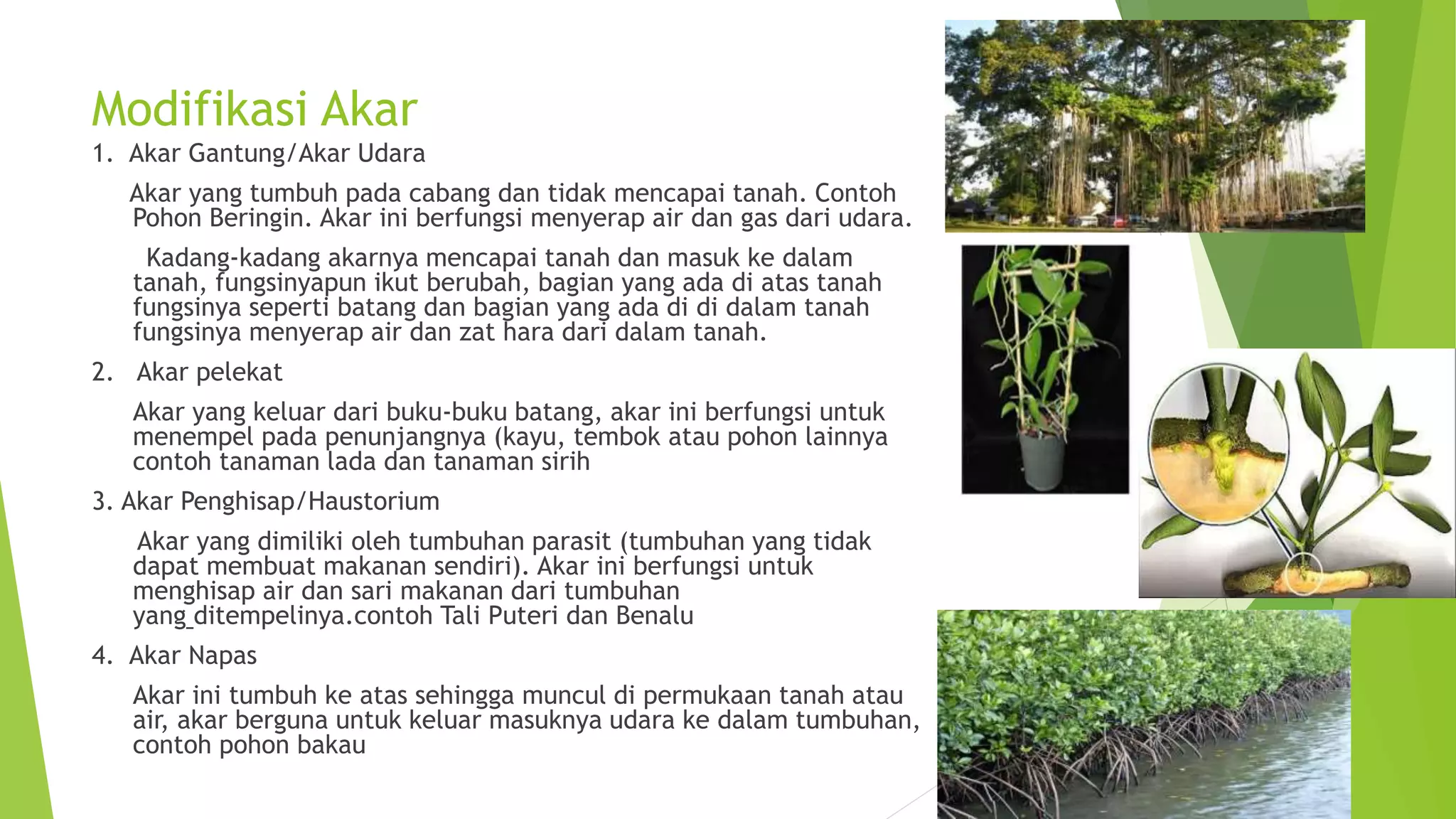 Struktur dan fungsi jaringan tumbuhan 2018 | PPTX