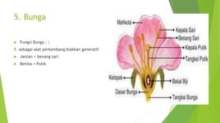 Struktur dan fungsi jaringan tumbuhan 2018 | PPTX