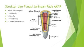 Struktur dan fungsi jaringan tumbuhan 2018 | PPTX