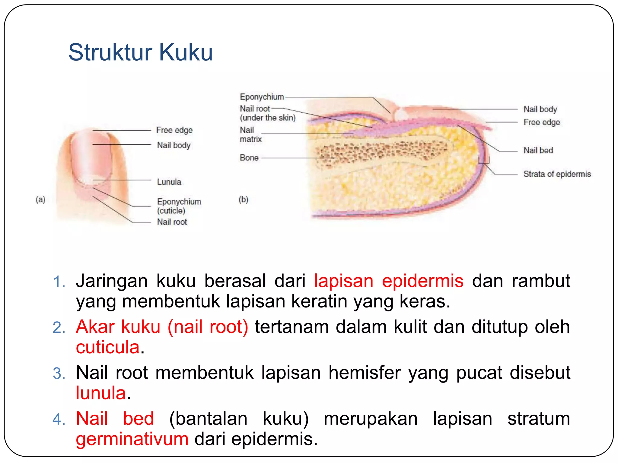 Struktur dan fungsi kulit | PPT