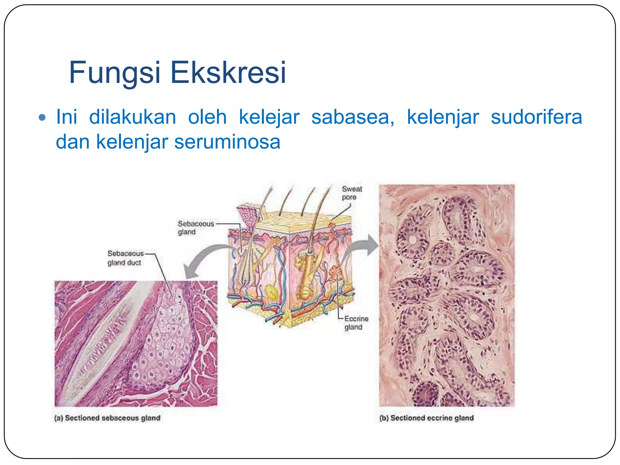 Struktur dan fungsi kulit | PPT