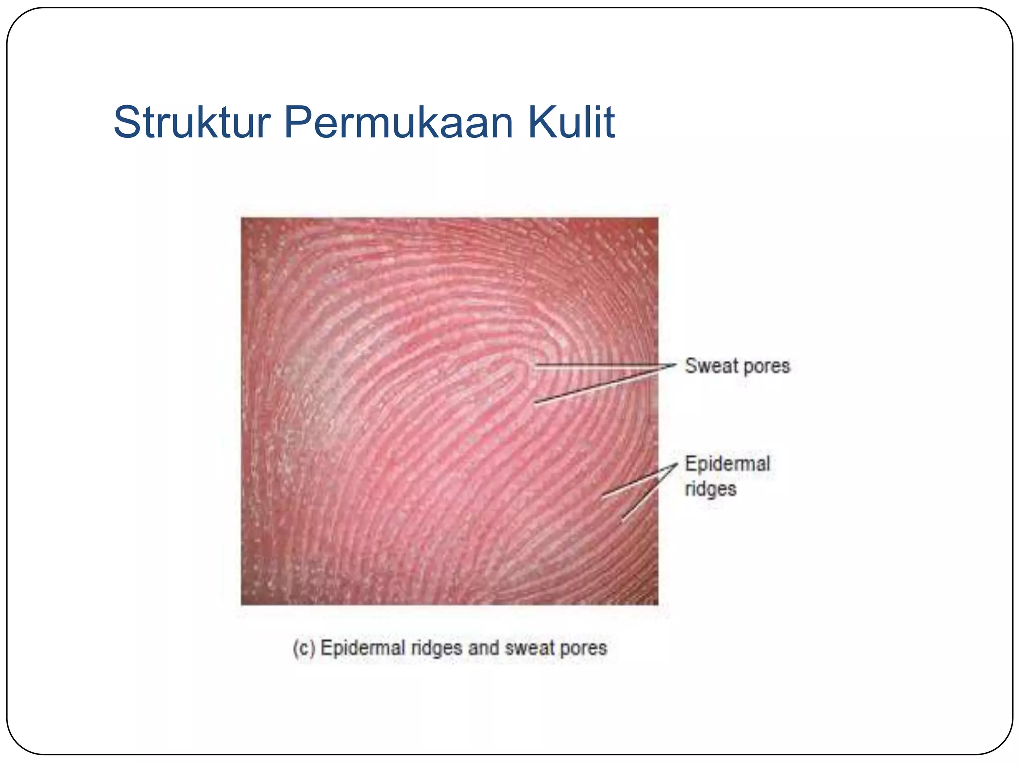 Struktur dan fungsi kulit | PPT