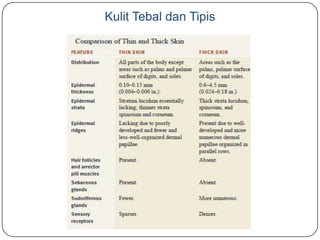 Struktur dan fungsi kulit | PPT