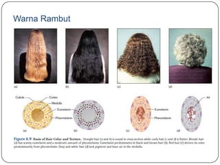 Struktur dan fungsi kulit | PPT