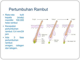 Struktur dan fungsi kulit | PPT