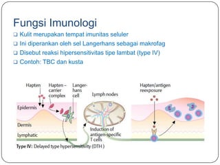 Struktur dan fungsi kulit | PPT